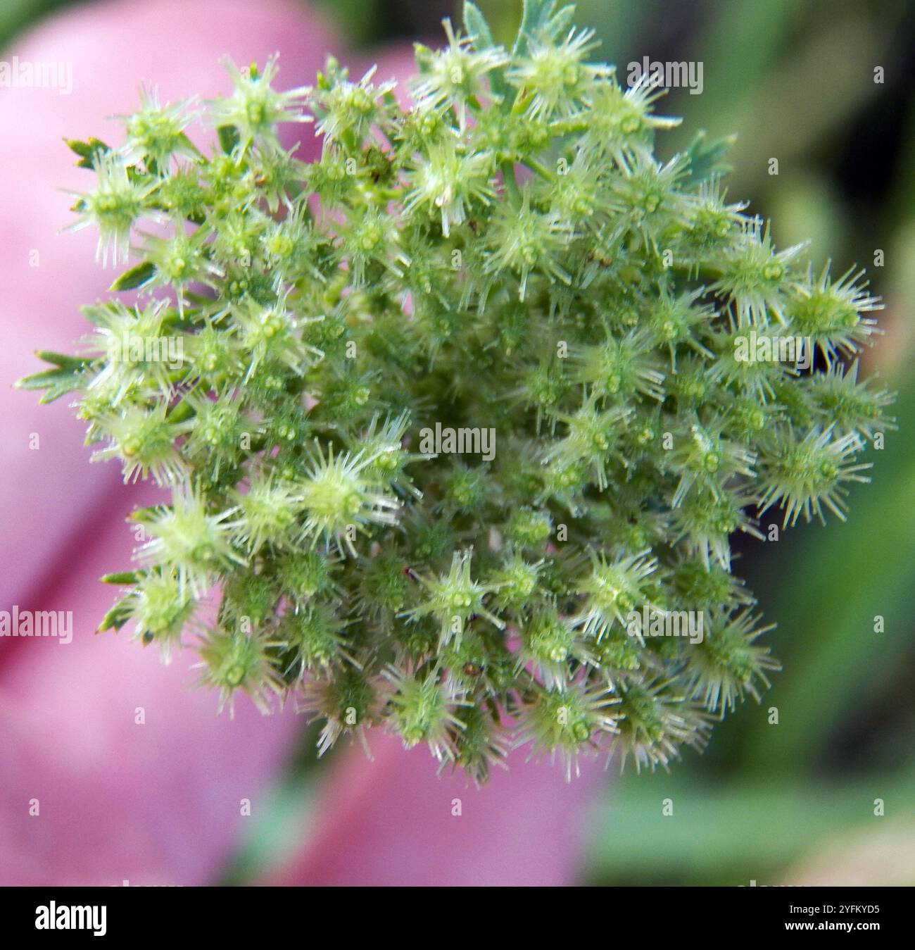 Daucus pusillus hi-res stock photography and images - Alamy