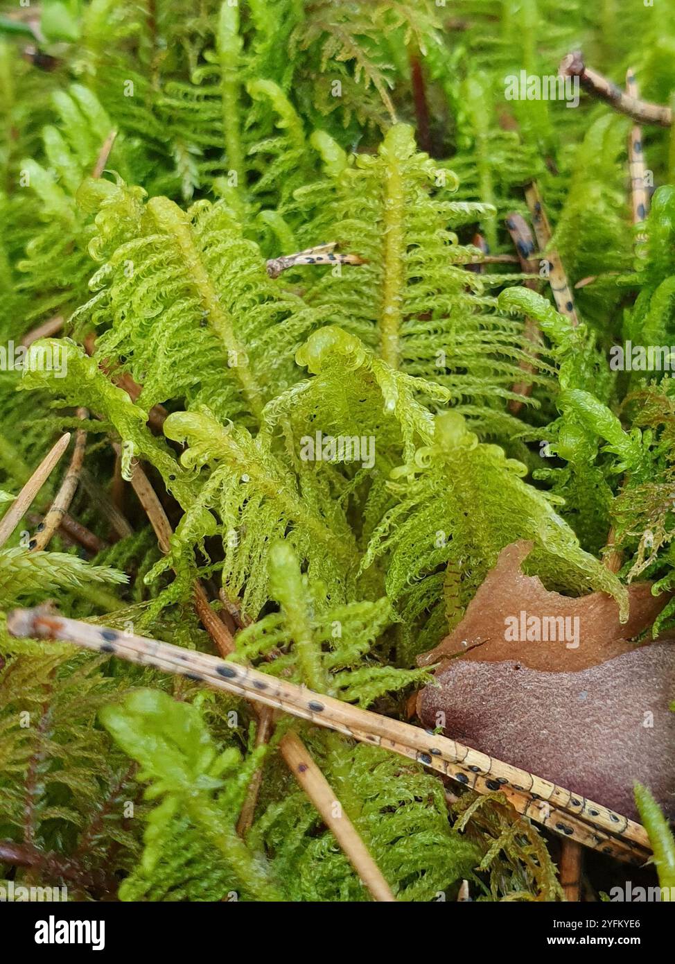 Ostrich-plume Moss (Ptilium crista-castrensis Stock Photo - Alamy