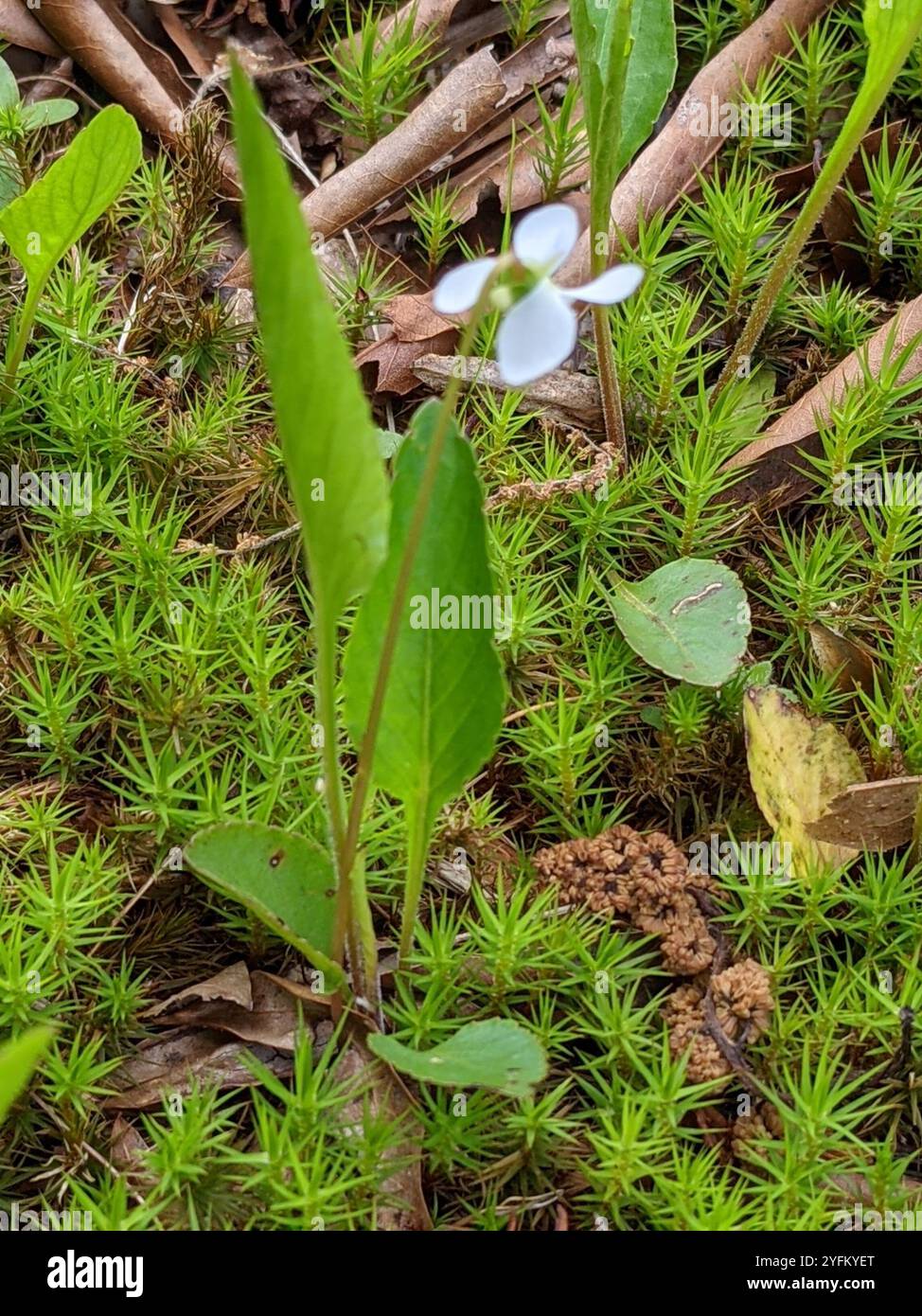 Primulifolia hi-res stock photography and images - Alamy