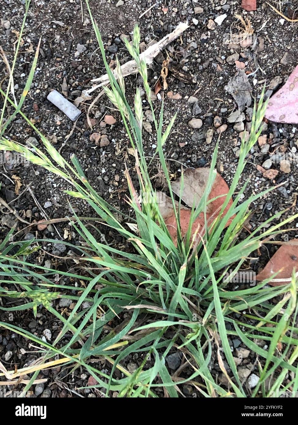 common soft brome (Bromus hordeaceus Stock Photo - Alamy