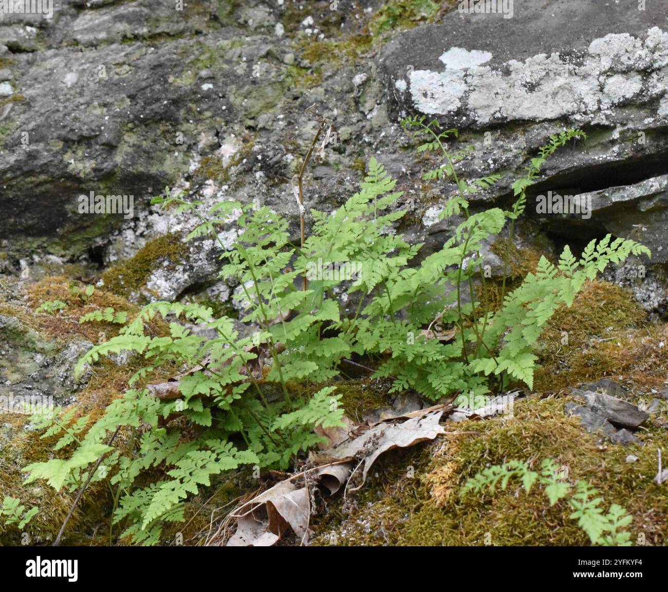 fragile ferns (Cystopteris Stock Photo - Alamy