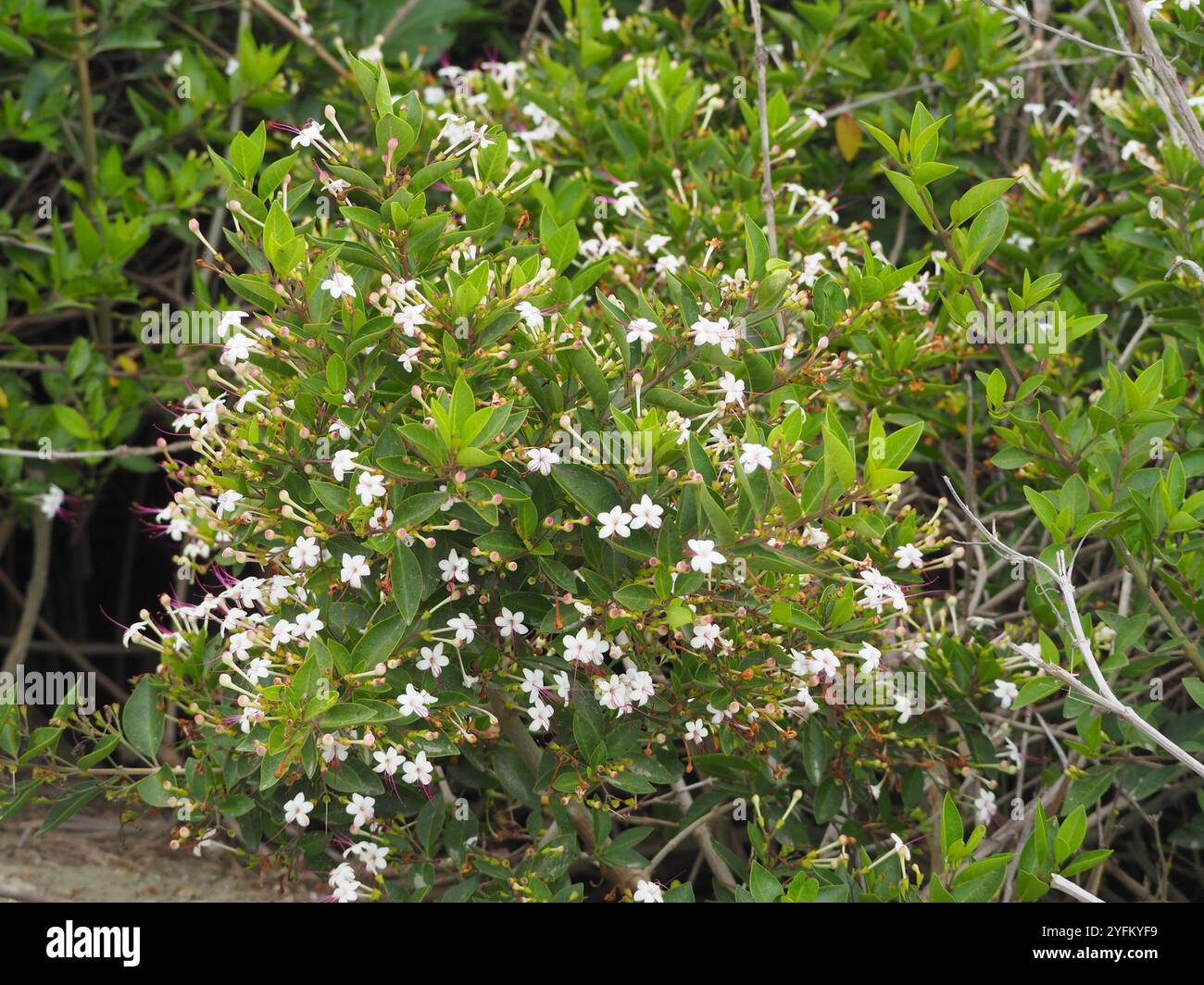 scrambling clerodendrum (Volkameria inermis Stock Photo - Alamy