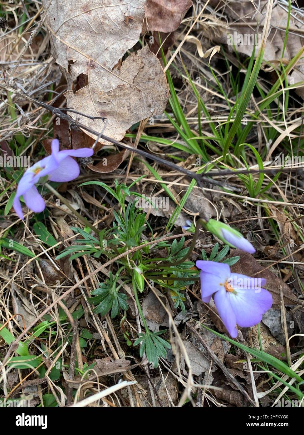 Birds foot violet hi-res stock photography and images - Alamy