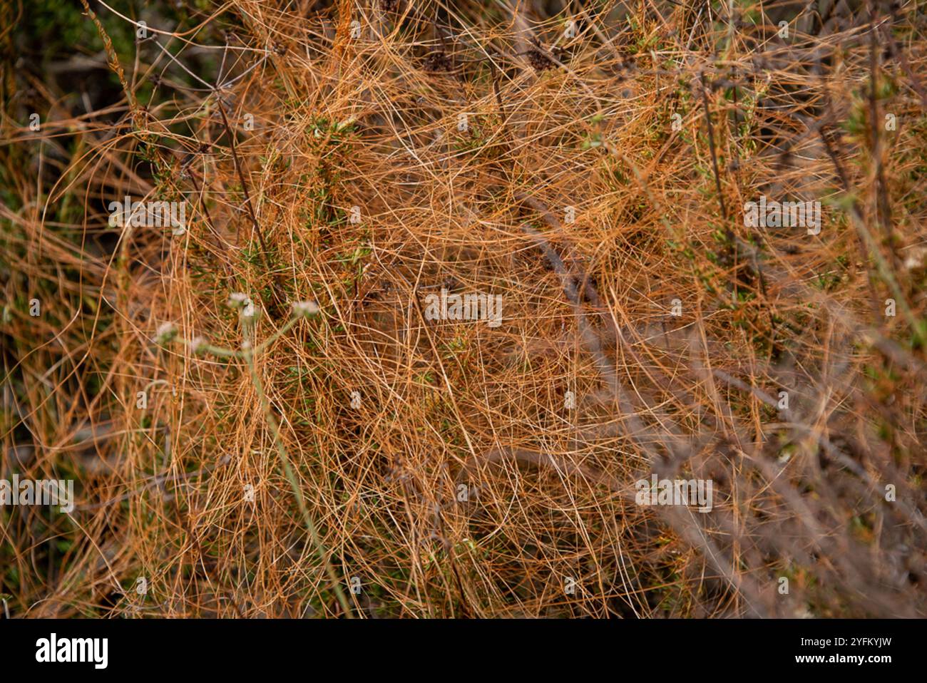 California dodder (Cuscuta californica Stock Photo - Alamy