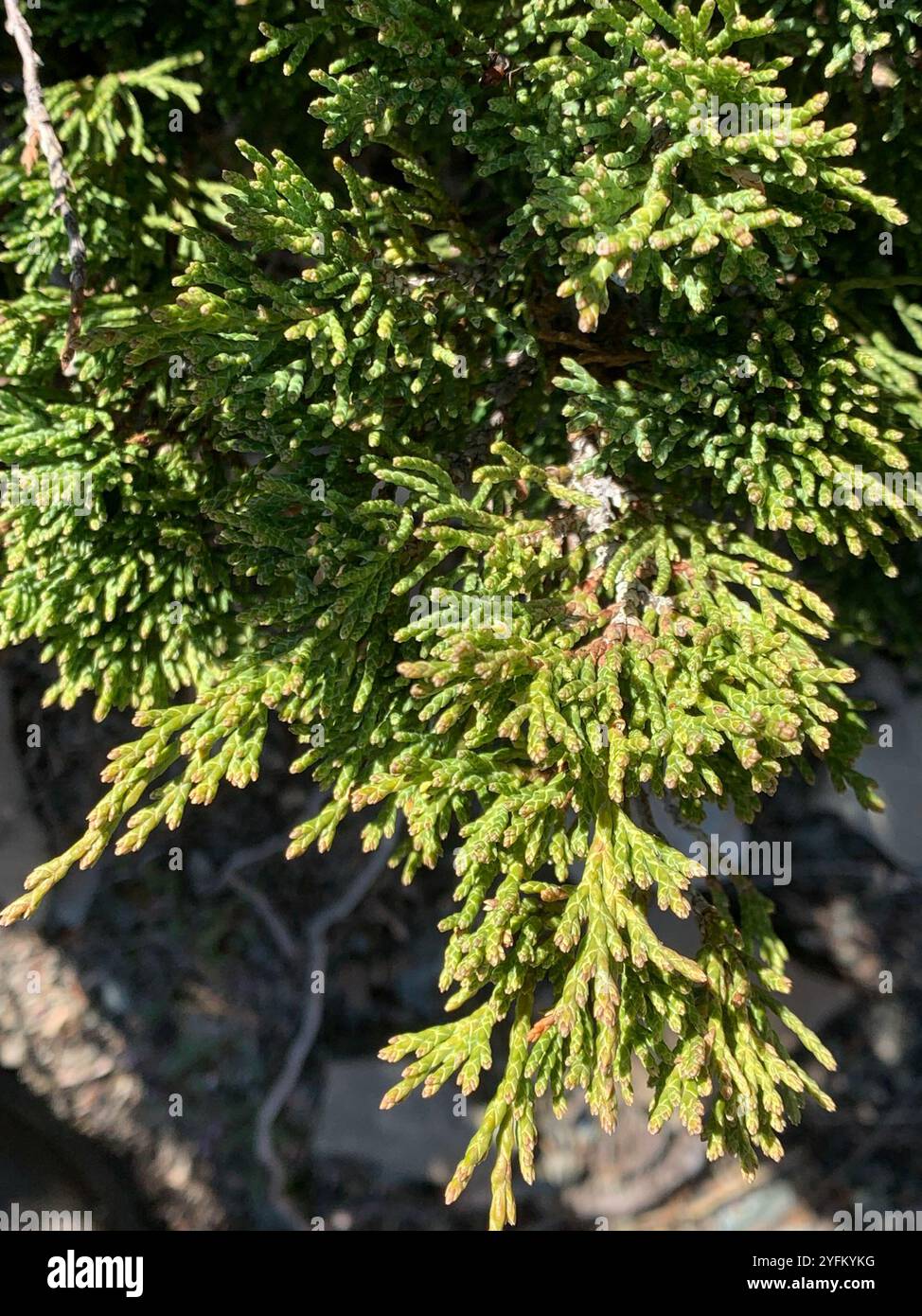 creeping juniper (Juniperus horizontalis Stock Photo - Alamy