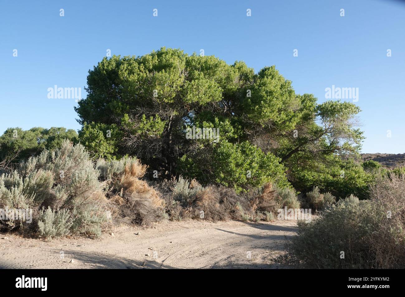 Fremont Cottonwood (Populus fremontii Stock Photo - Alamy