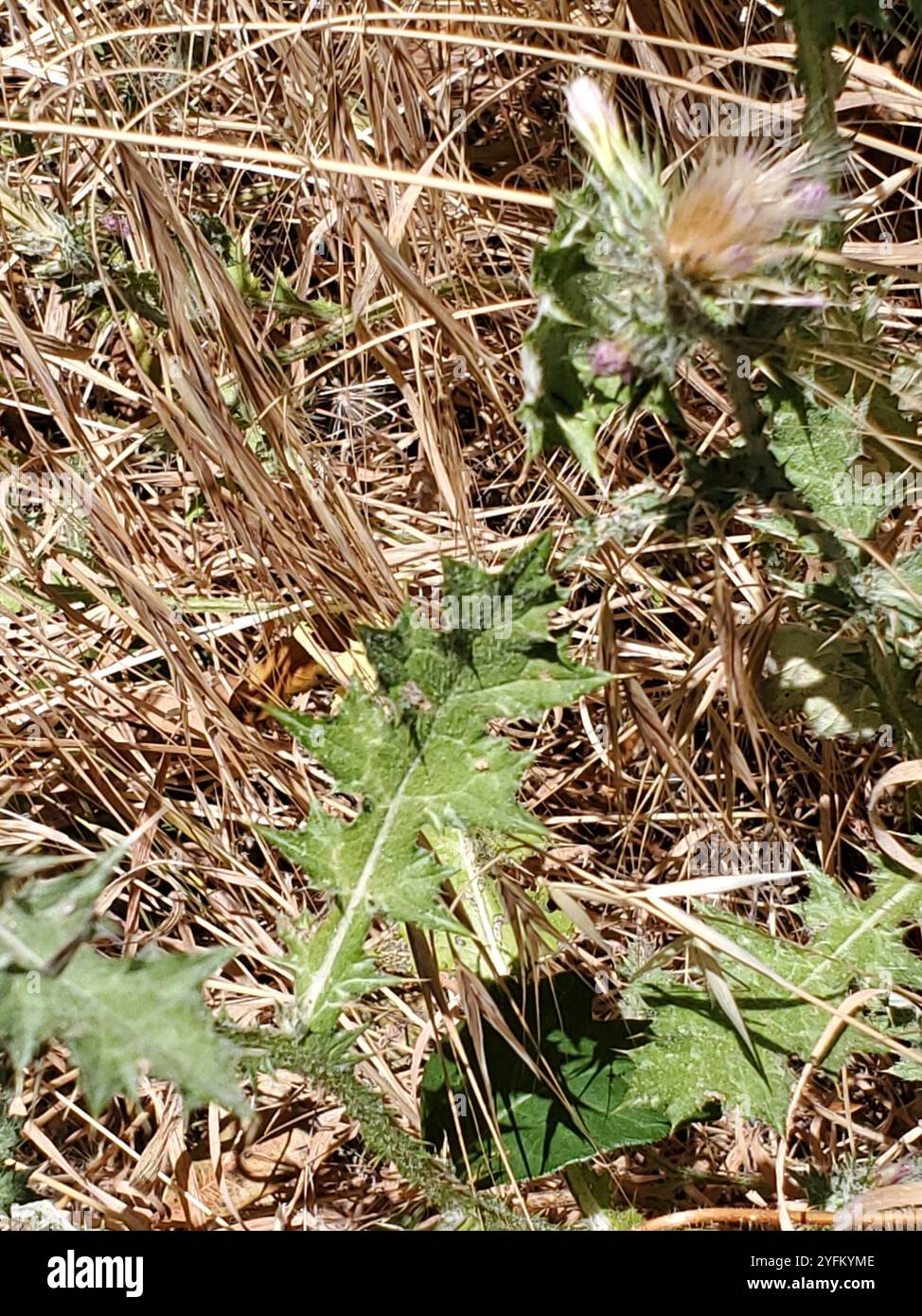 Italian thistle (Carduus pycnocephalus Stock Photo - Alamy