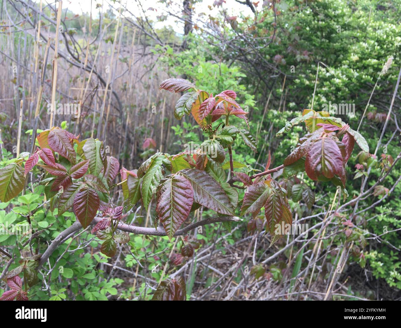 eastern poison ivy (Toxicodendron radicans Stock Photo - Alamy