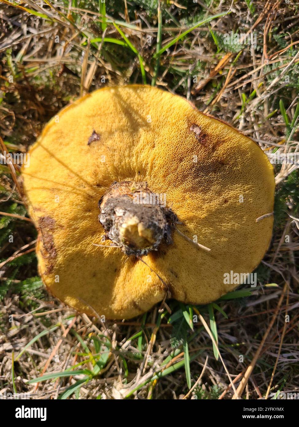 Purple-veiled Slippery Jack (Suillus luteus Stock Photo - Alamy