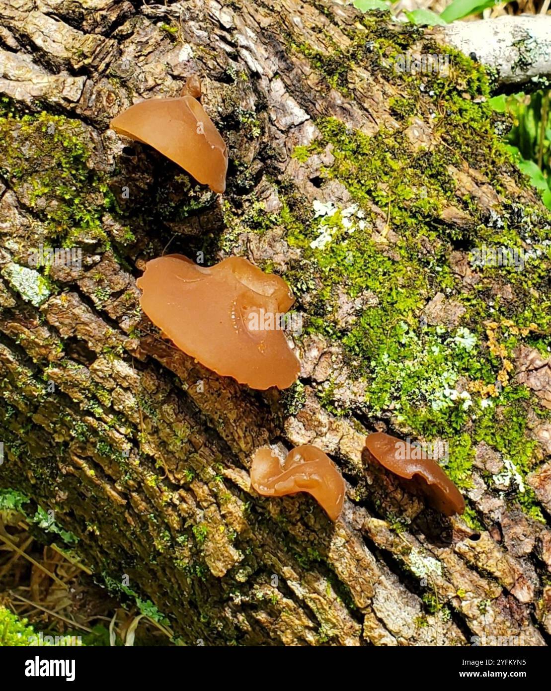 Jelly Tree Ear (Auricularia americana Stock Photo - Alamy