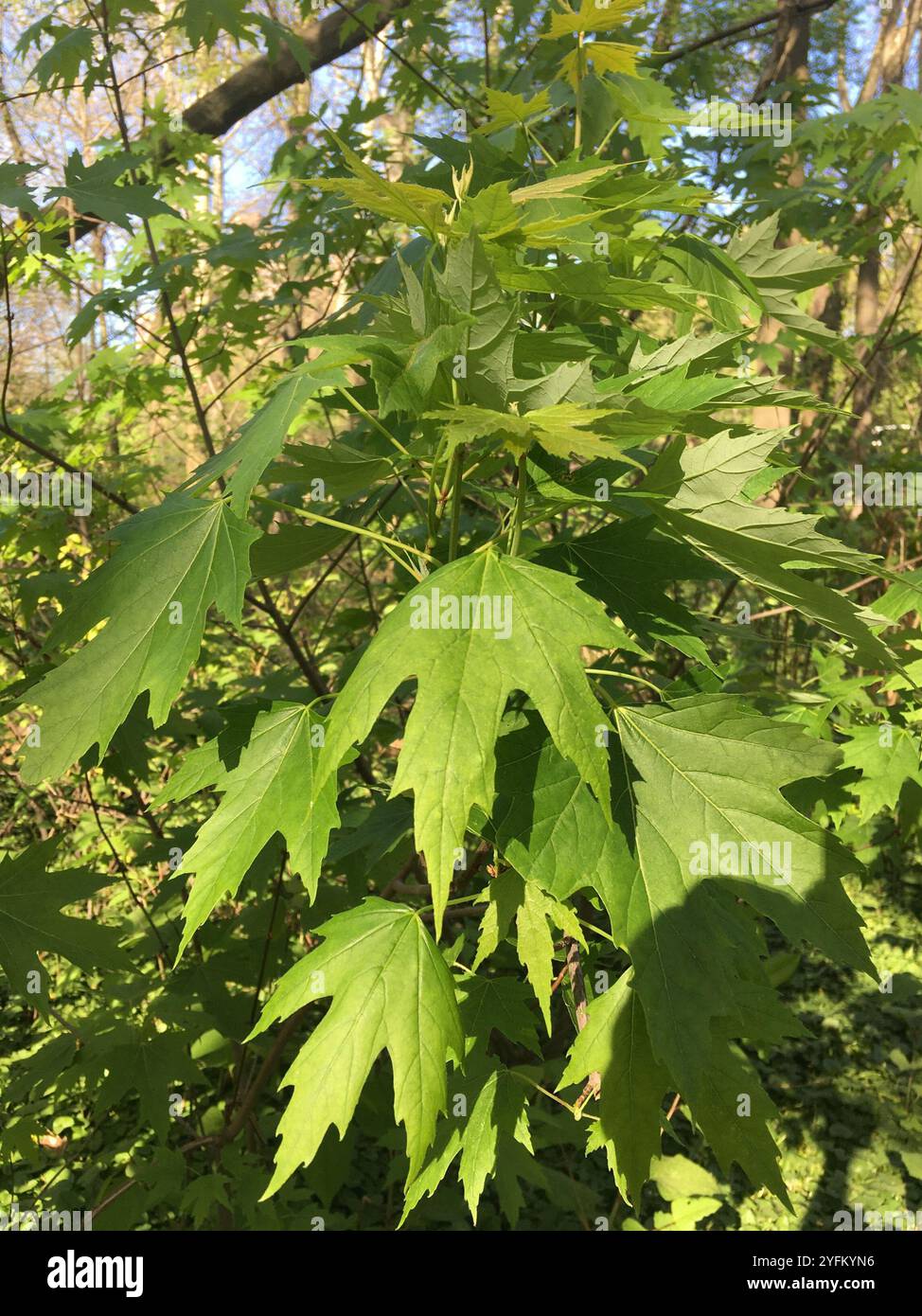 silver maple (Acer saccharinum Stock Photo - Alamy