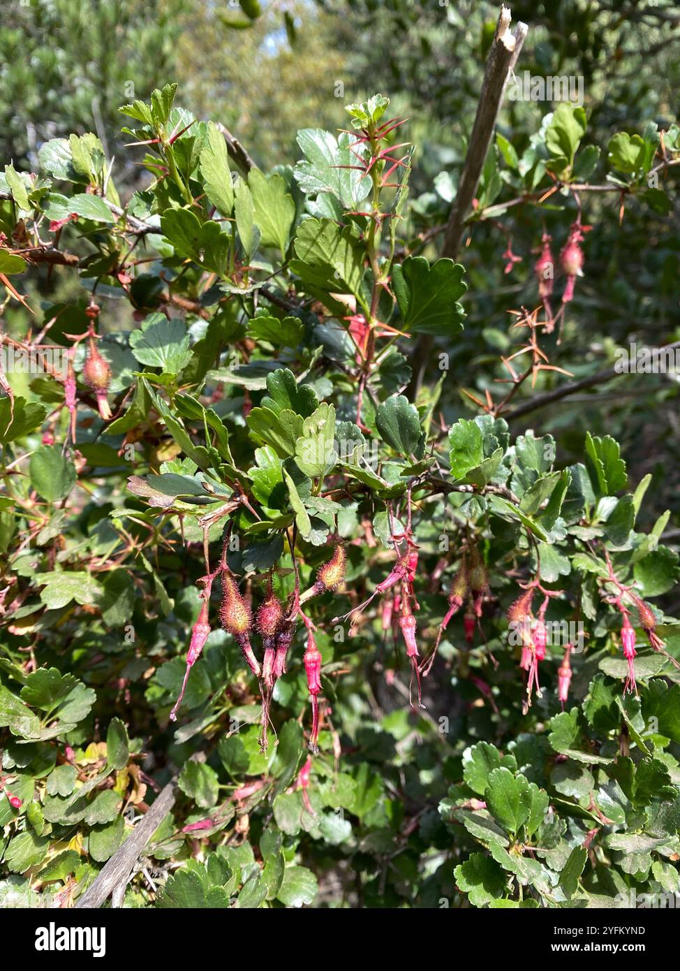 Fuchsiaflower Gooseberry (Ribes speciosum Stock Photo - Alamy