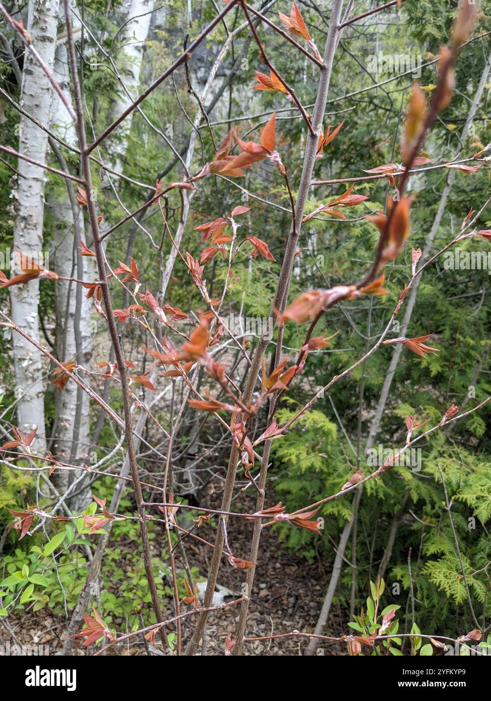 smooth shadbush (Amelanchier laevis Stock Photo - Alamy