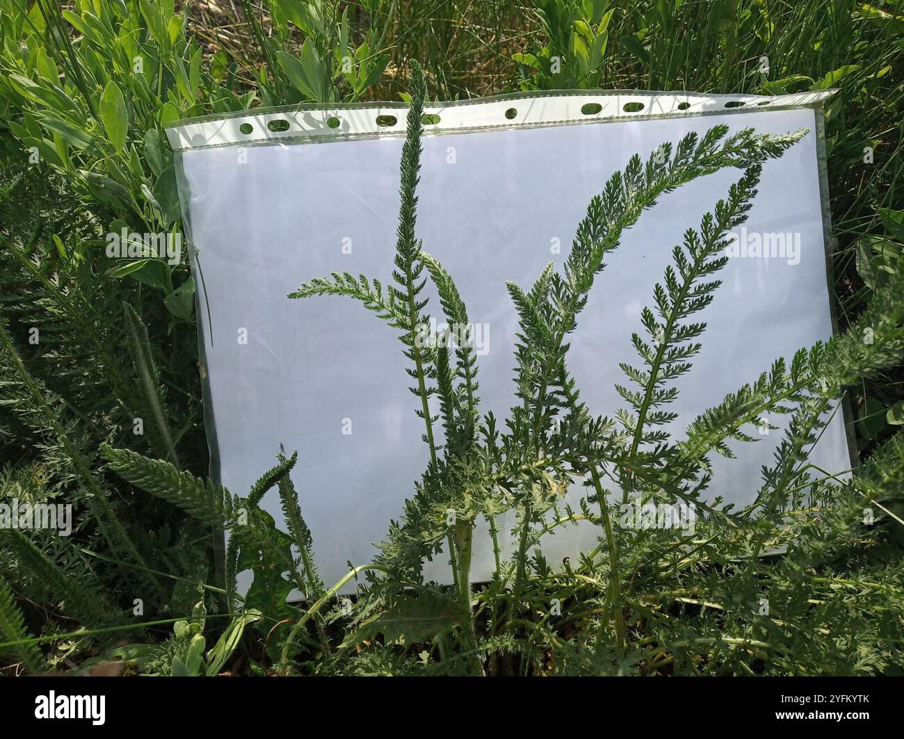 common yarrow complex (Achillea millefolium Stock Photo - Alamy