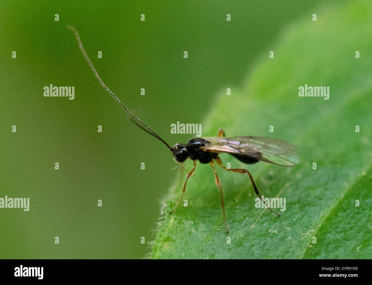 Braconid Wasps (Braconidae Stock Photo - Alamy