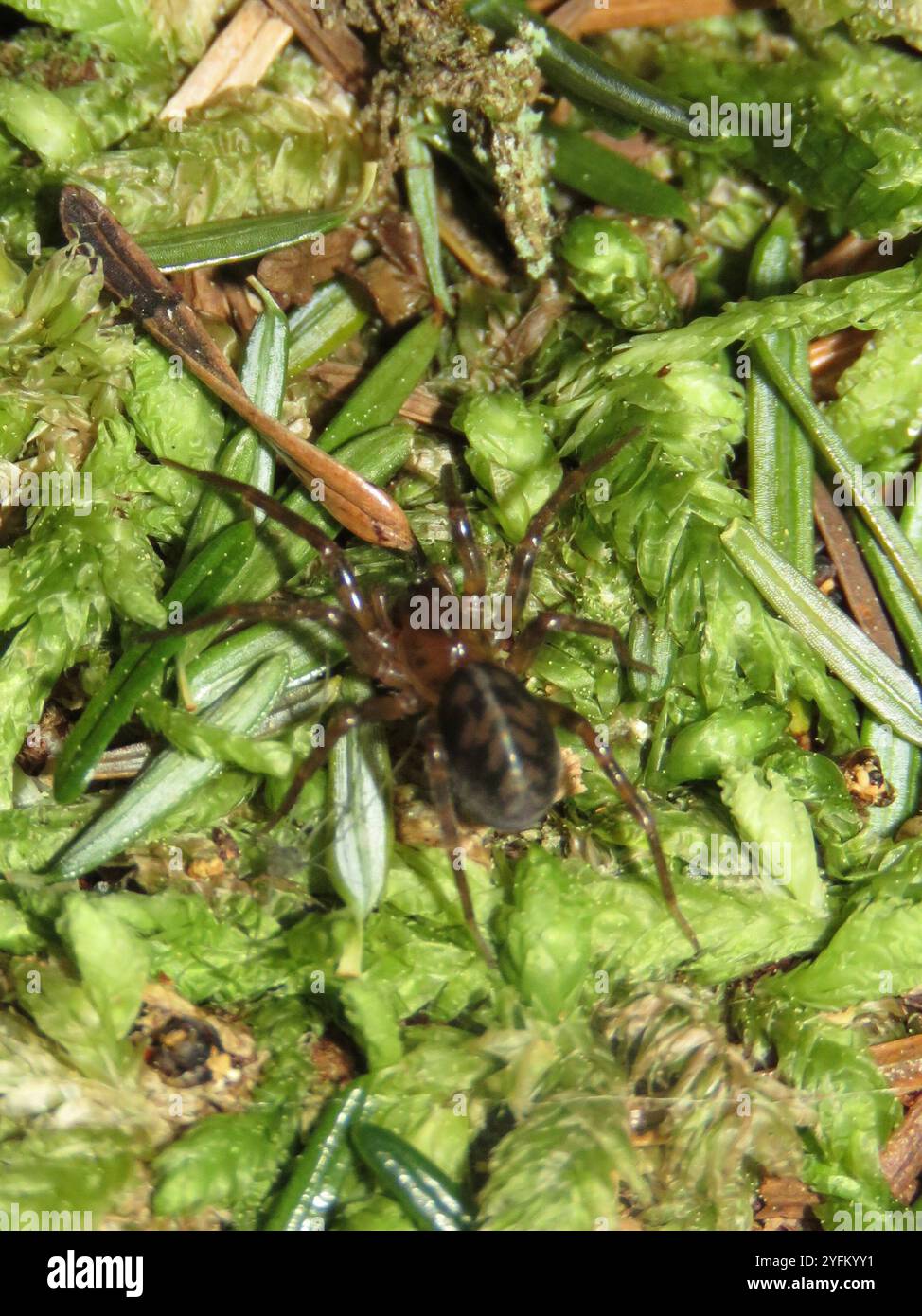 Soft Spiders (Cybaeidae Stock Photo - Alamy