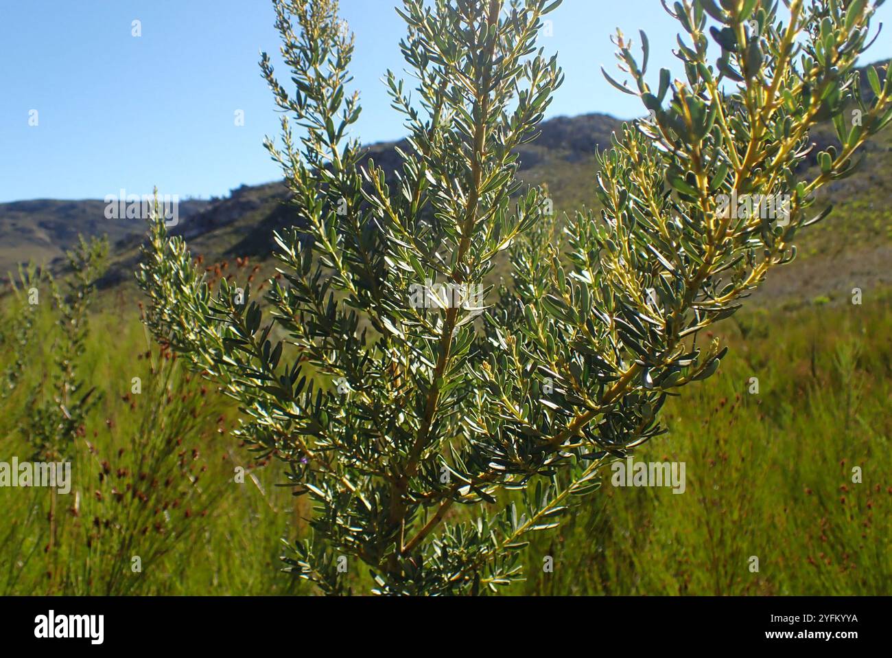 (Cyclopia subternata subternata Stock Photo - Alamy