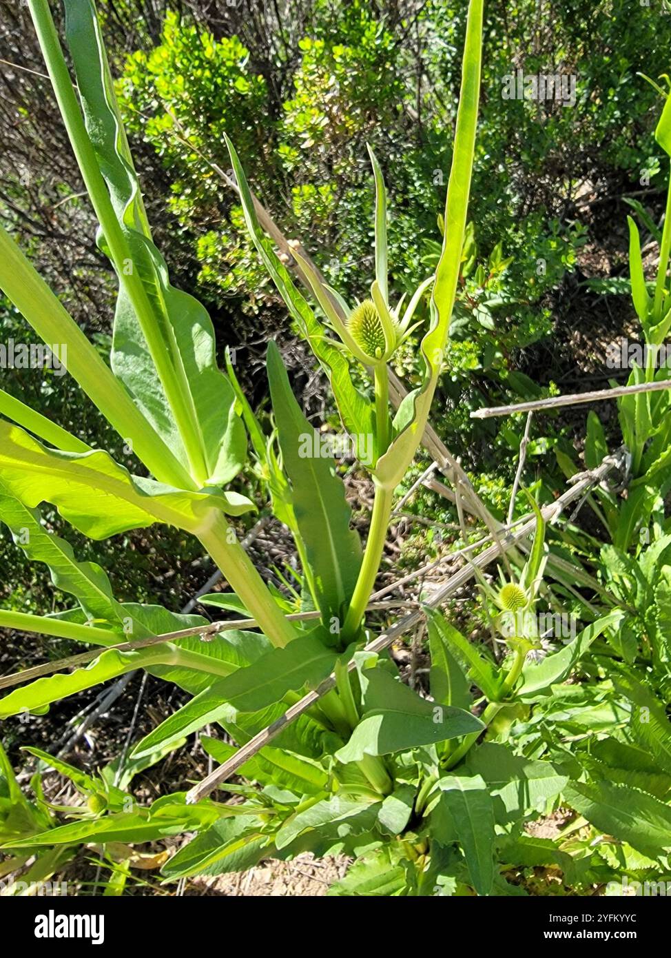 fuller's teasel (Dipsacus sativus Stock Photo - Alamy
