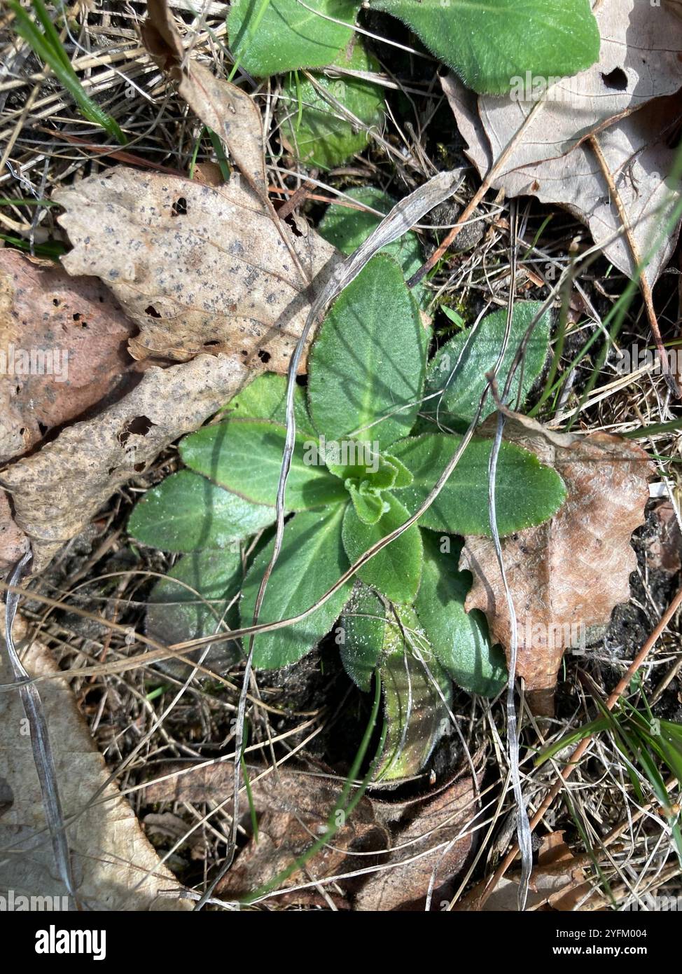 vascular plants (Tracheophyta Stock Photo - Alamy