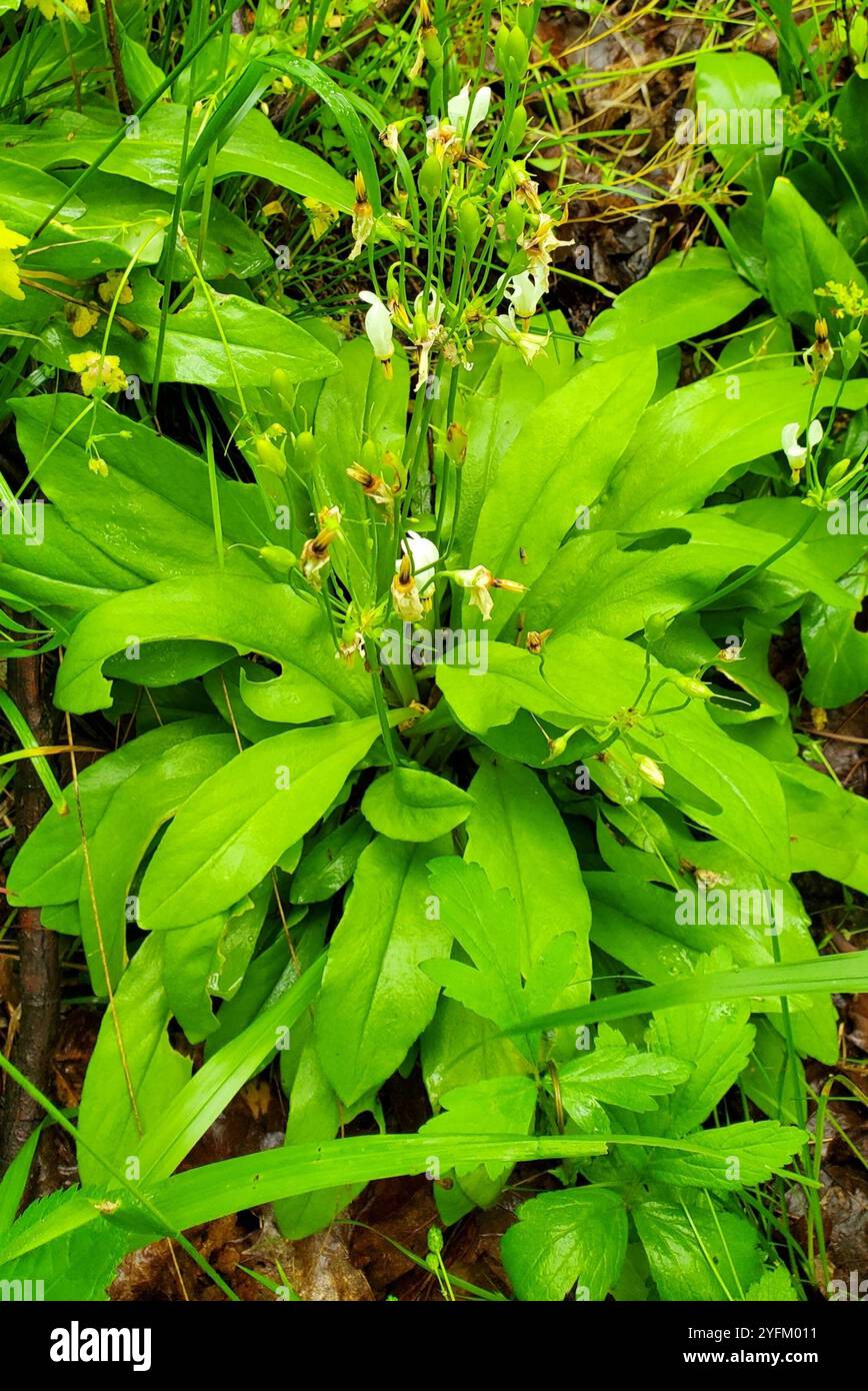 eastern shooting star (Primula meadia Stock Photo - Alamy