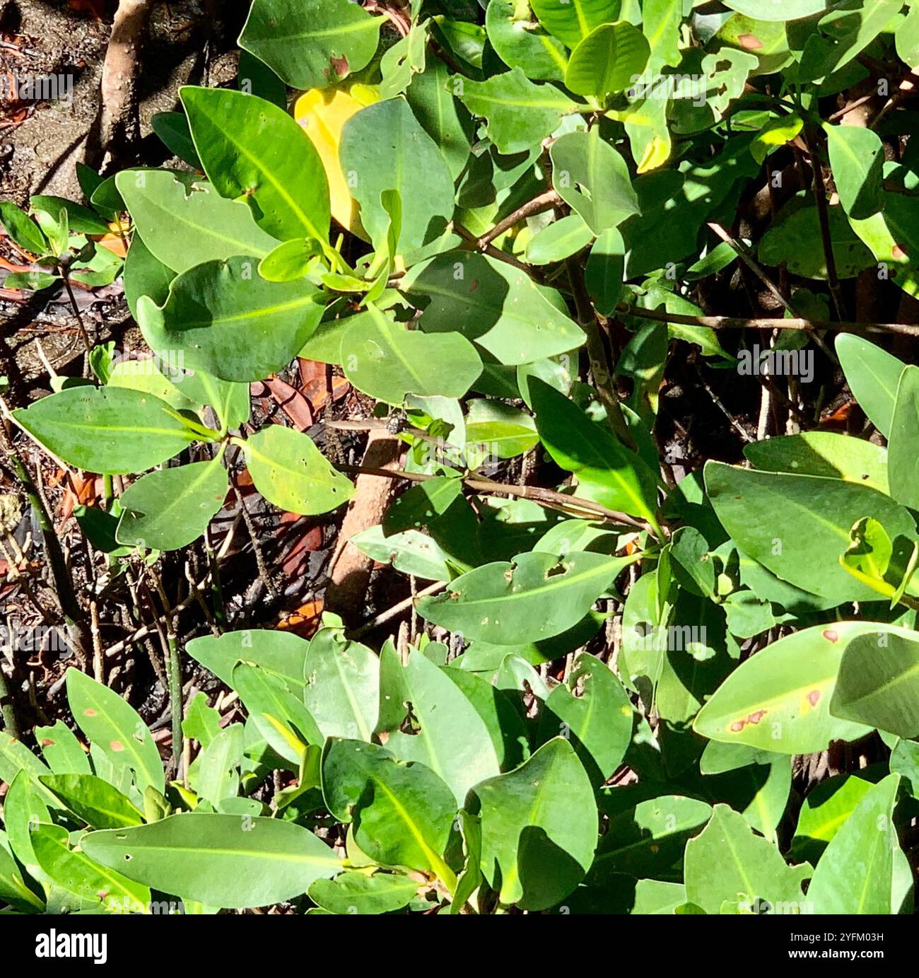 red mangrove (Rhizophora mangle Stock Photo - Alamy