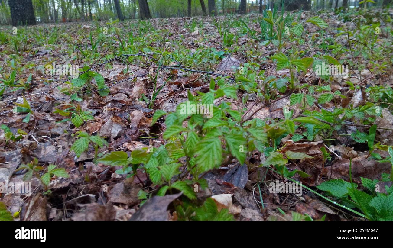 Stone Bramble (Rubus saxatilis Stock Photo - Alamy