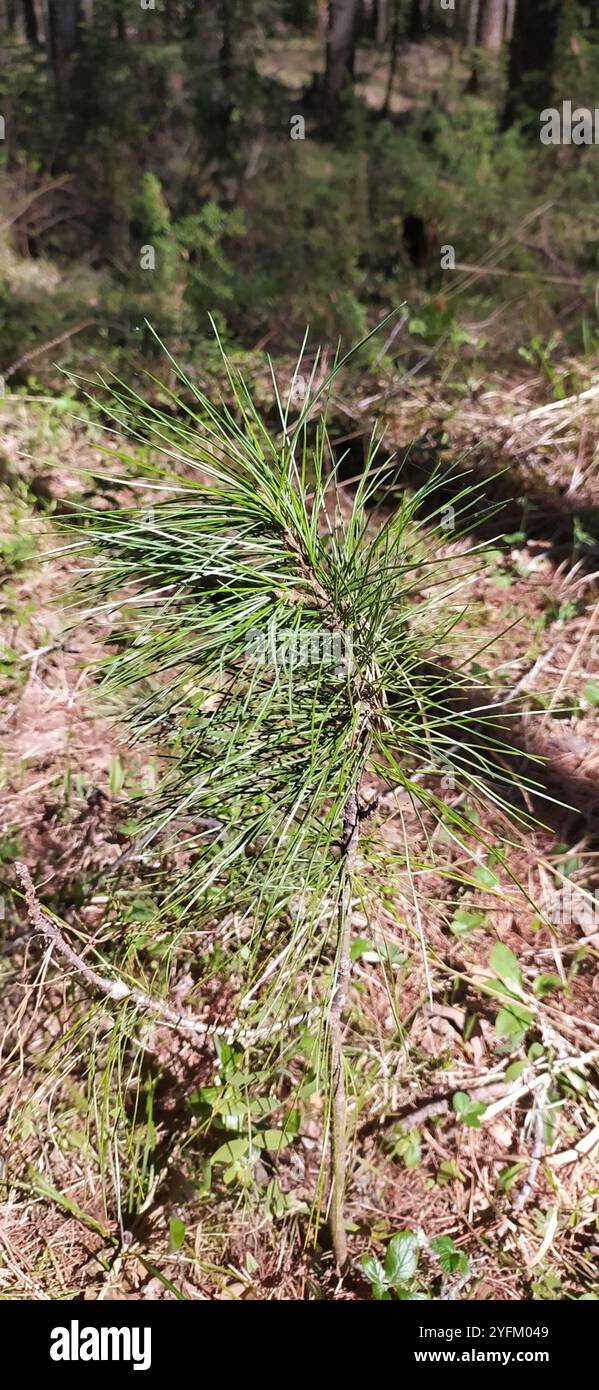 Siberian pine (Pinus sibirica Stock Photo - Alamy