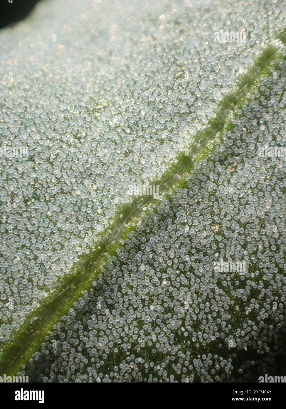 oak-leaved goosefoot (Oxybasis glauca Stock Photo - Alamy