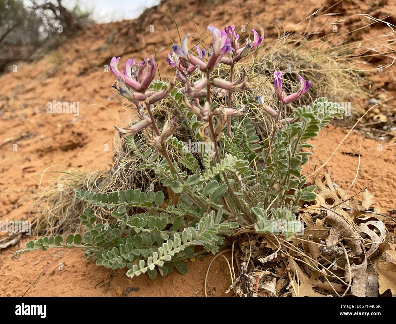 Woolly Locoweed (Astragalus mollissimus Stock Photo - Alamy