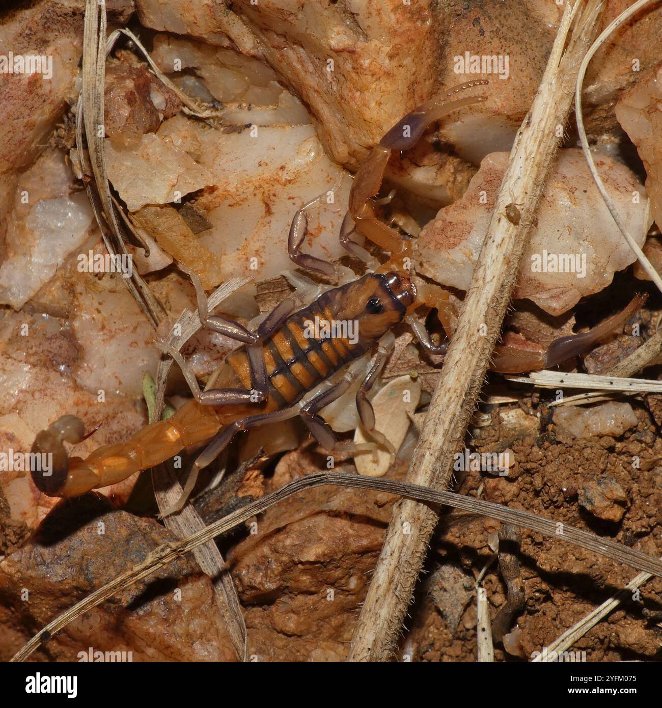 Thicktail scorpion hi-res stock photography and images - Alamy