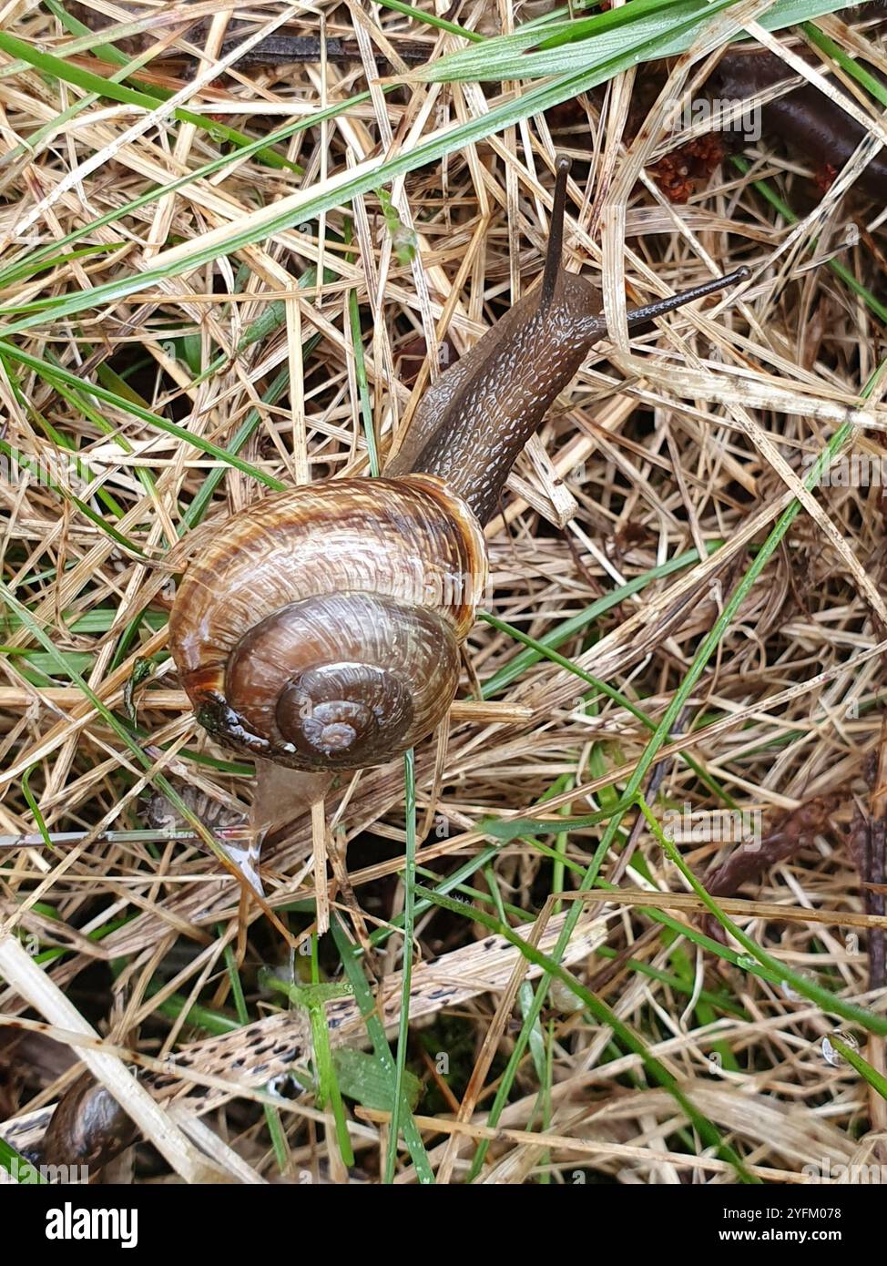 Copse Snail (Arianta arbustorum Stock Photo - Alamy