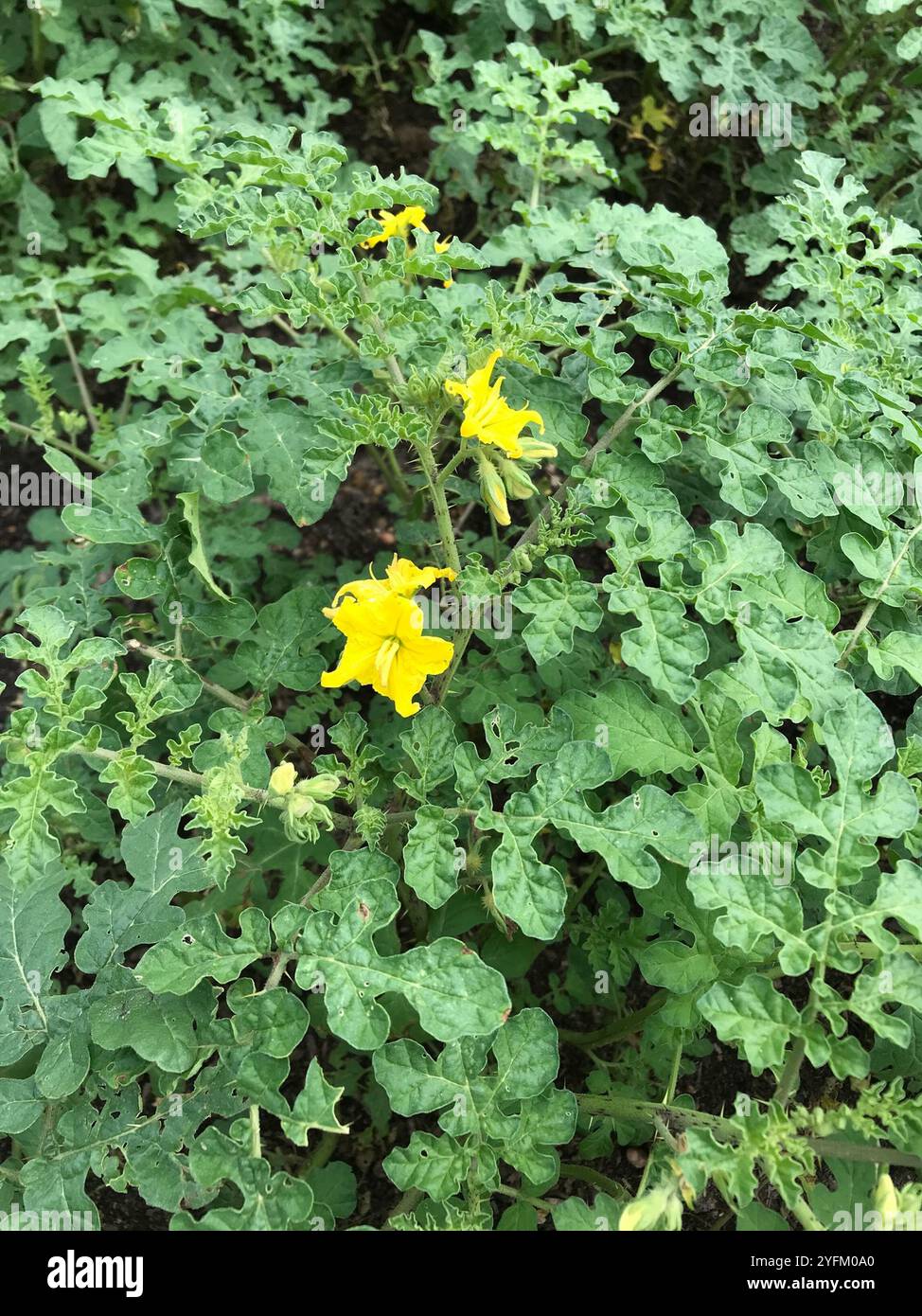buffalo-bur (Solanum rostratum Stock Photo - Alamy