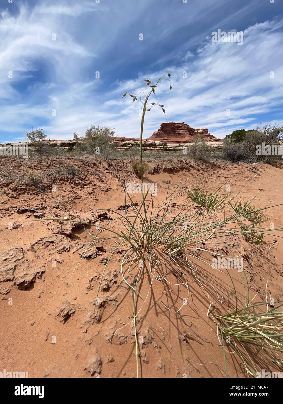 Sand Ricegrass (Eriocoma hymenoides Stock Photo - Alamy