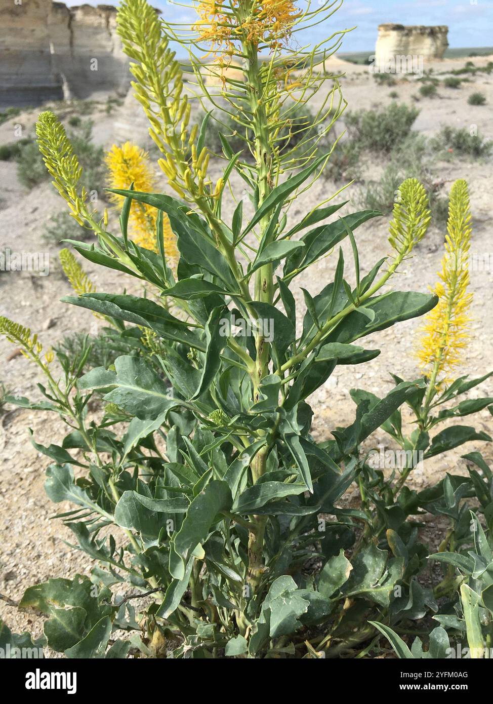 Desert Prince's Plume (Stanleya pinnata Stock Photo - Alamy