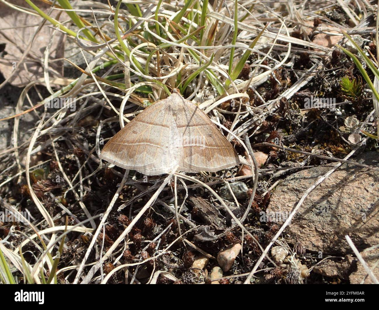 Northern Petrophora Moth (Petrophora subaequaria Stock Photo - Alamy