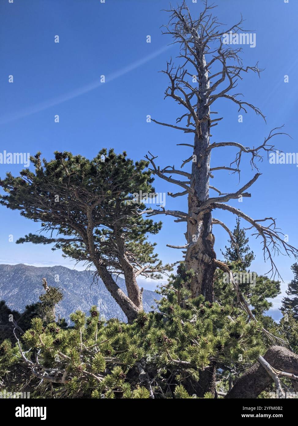 lodgepole pine (Pinus contorta Stock Photo - Alamy