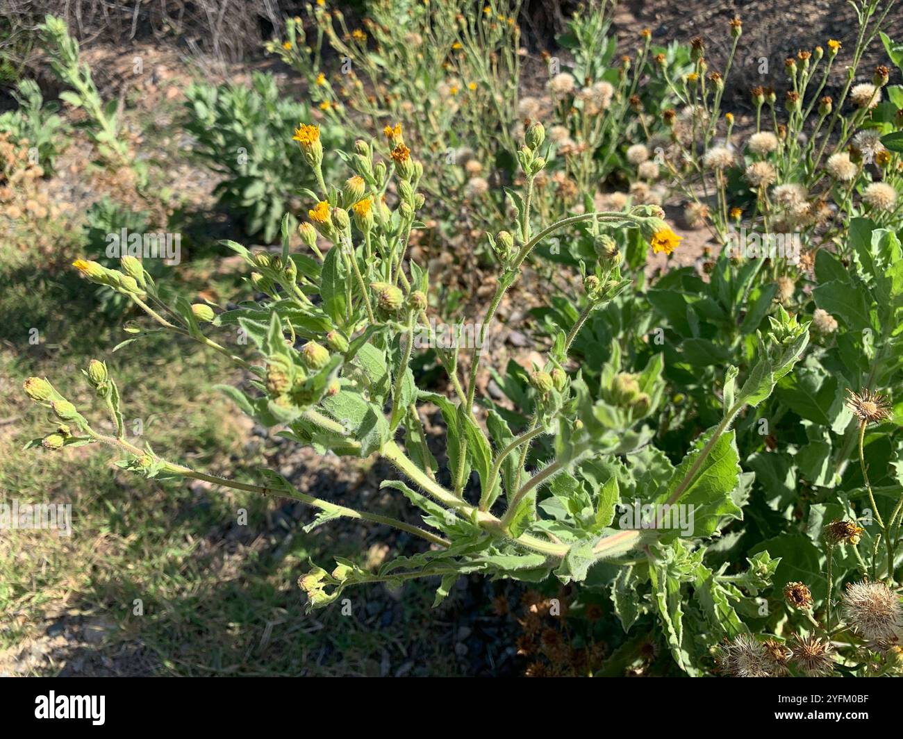 Telegraphweed (Heterotheca grandiflora Stock Photo - Alamy