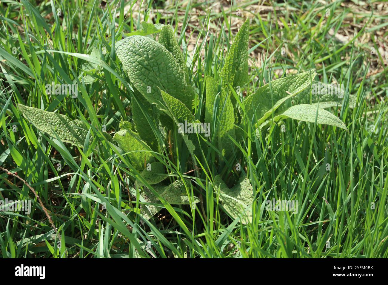 common comfrey (Symphytum officinale Stock Photo - Alamy