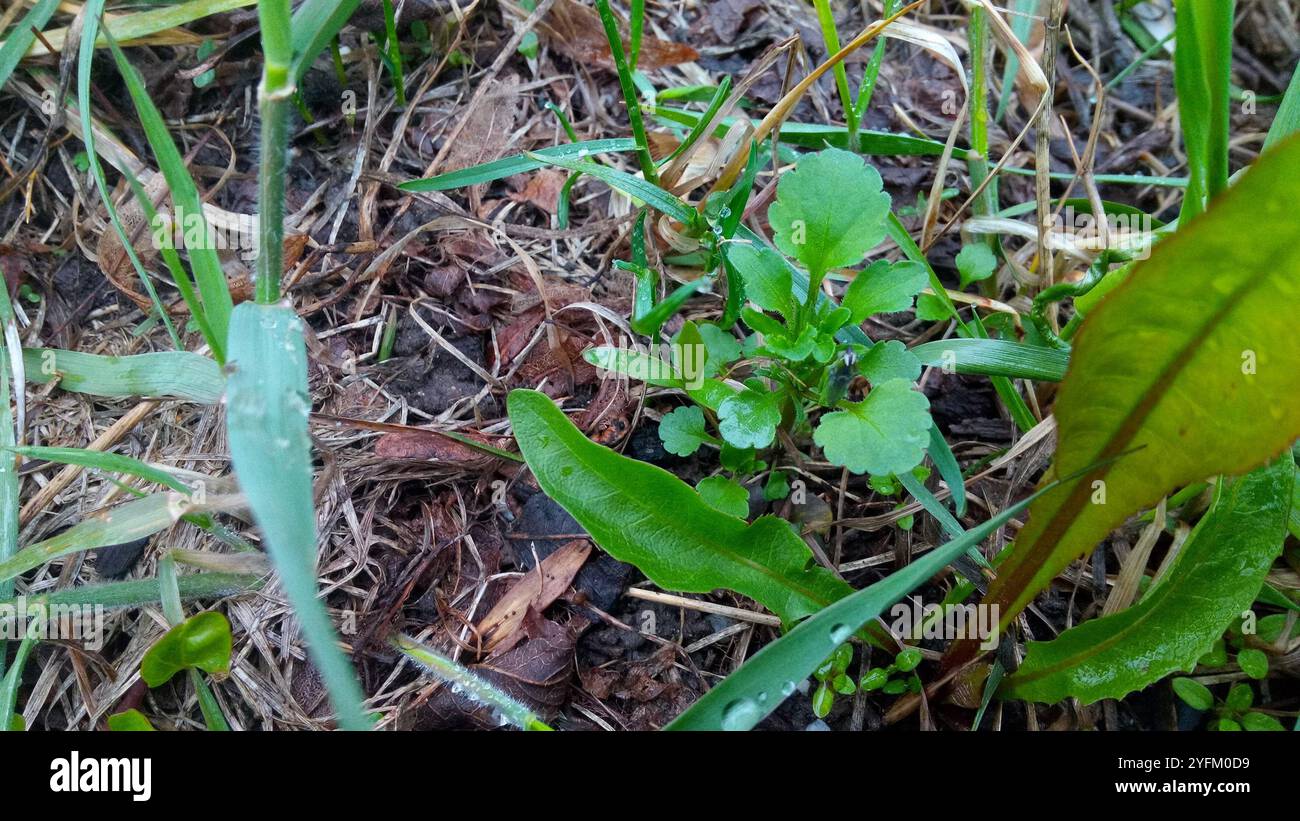 European field pansy (Viola arvensis Stock Photo - Alamy