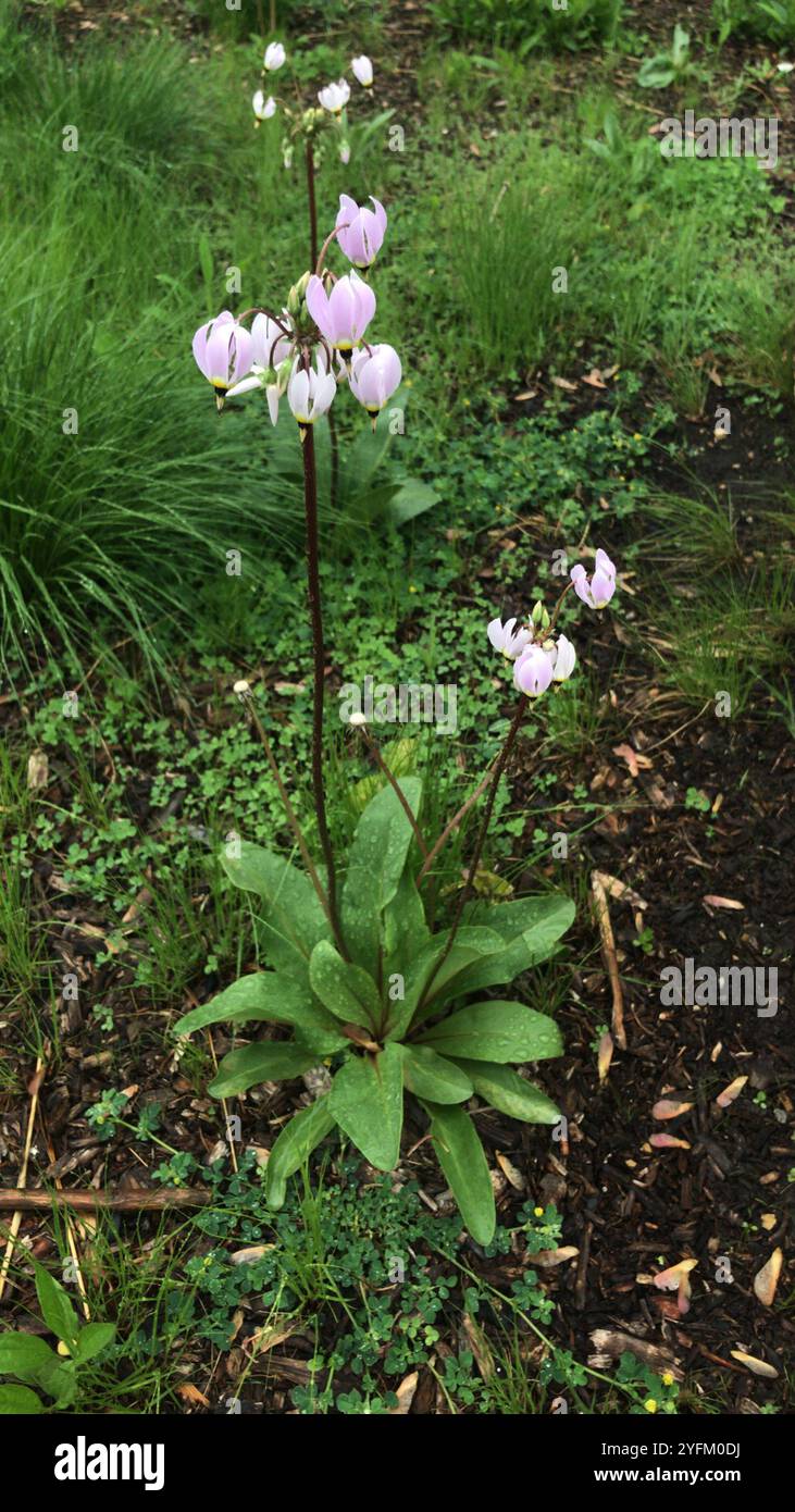 eastern shooting star (Primula meadia Stock Photo - Alamy