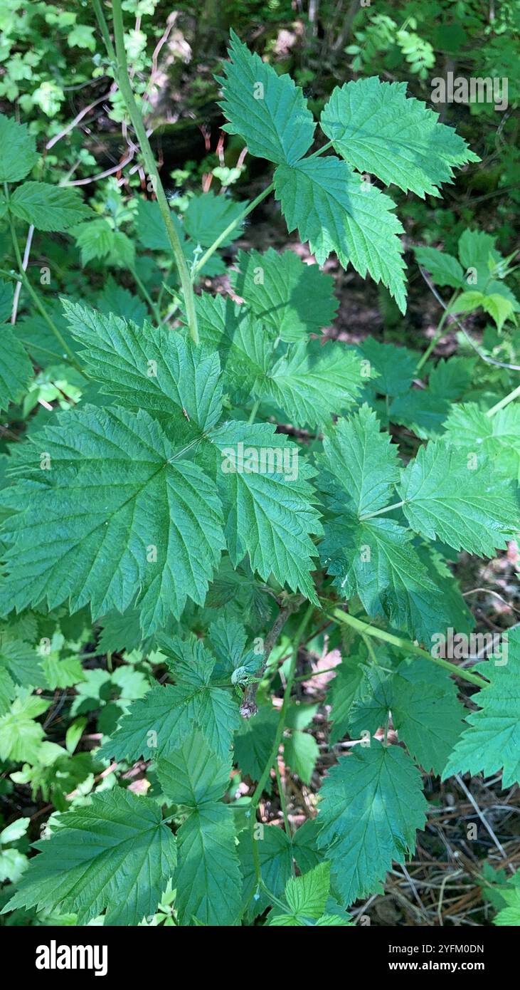 Salmonberry (Rubus spectabilis Stock Photo - Alamy