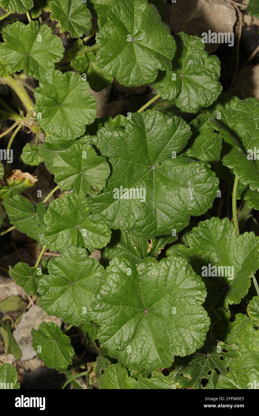 Common Mallow (Malva sylvestris Stock Photo - Alamy