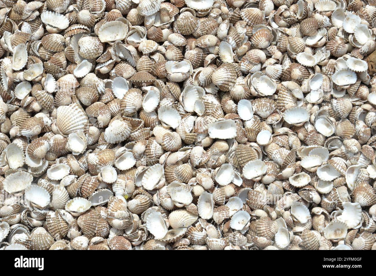 pattern textyred clamshell background Stock Photo - Alamy