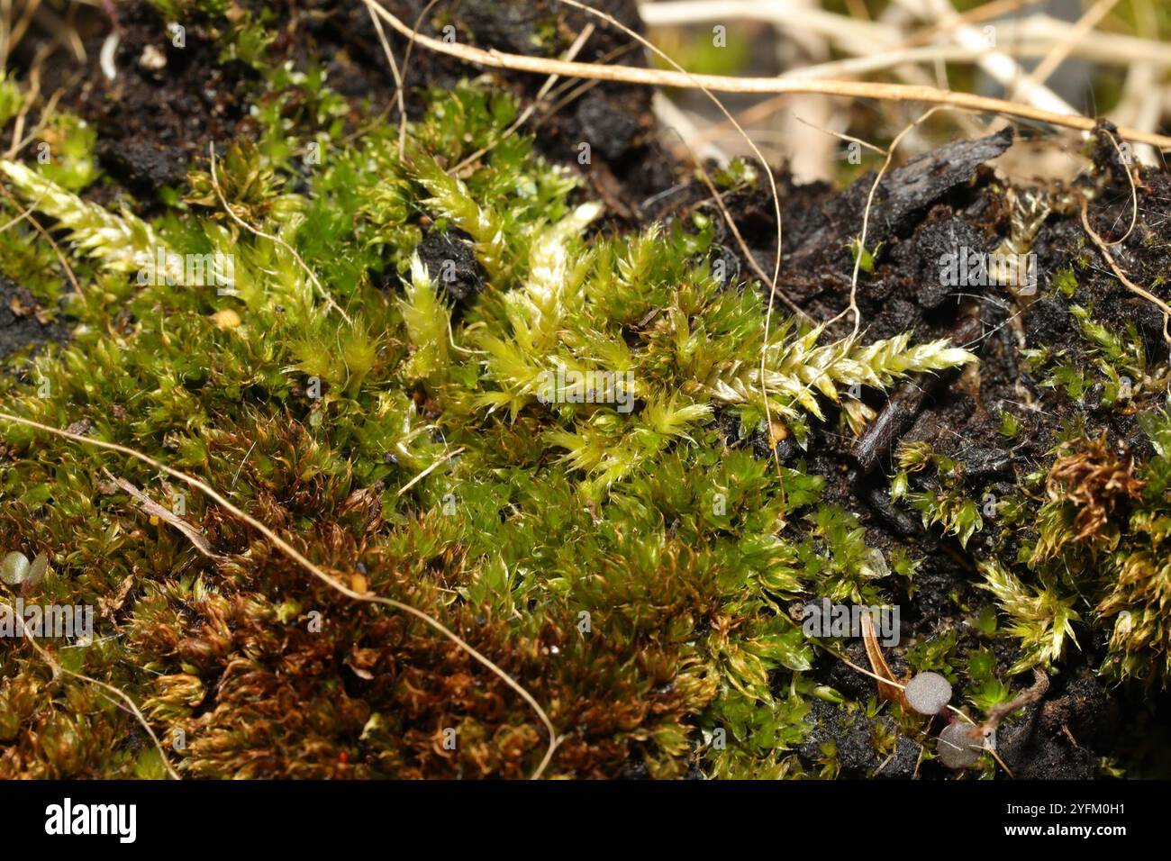 Rough-stalked Feather-moss (Brachythecium rutabulum Stock Photo - Alamy