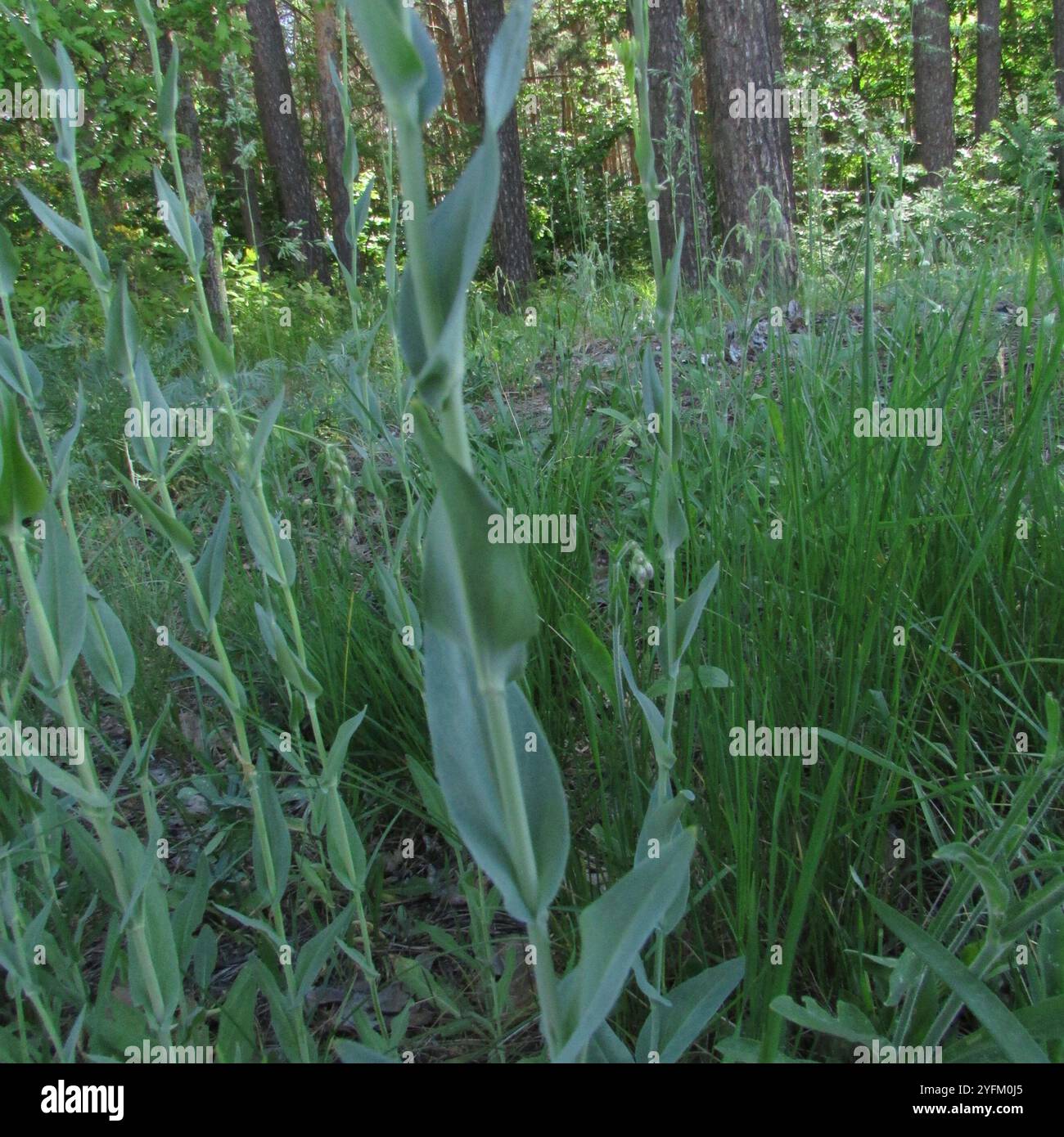 Tower mustard turritis glabra hi-res stock photography and images - Alamy