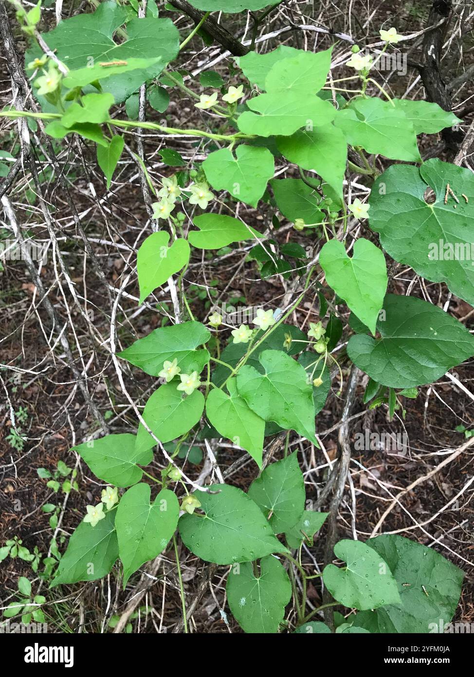Matelea reticulata hi-res stock photography and images - Alamy