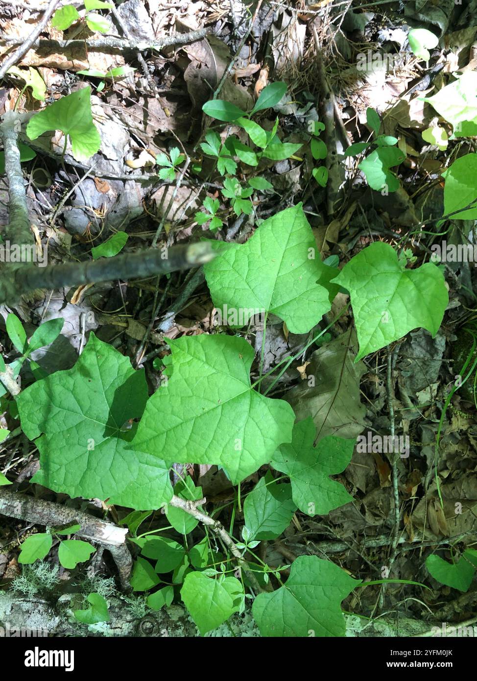 moonseed family (Menispermaceae Stock Photo - Alamy