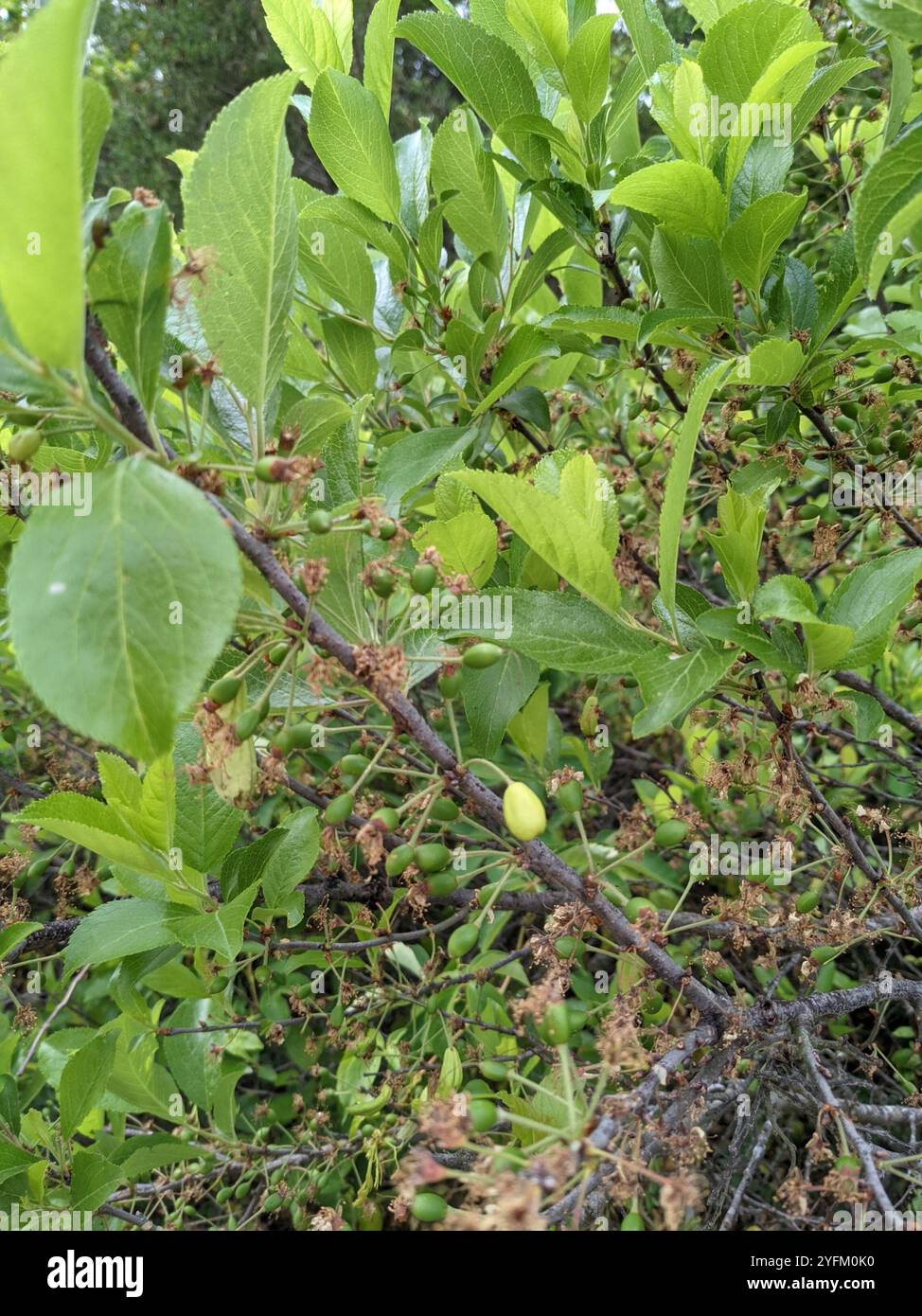 Beach plum prunus maritima hi-res stock photography and images - Alamy