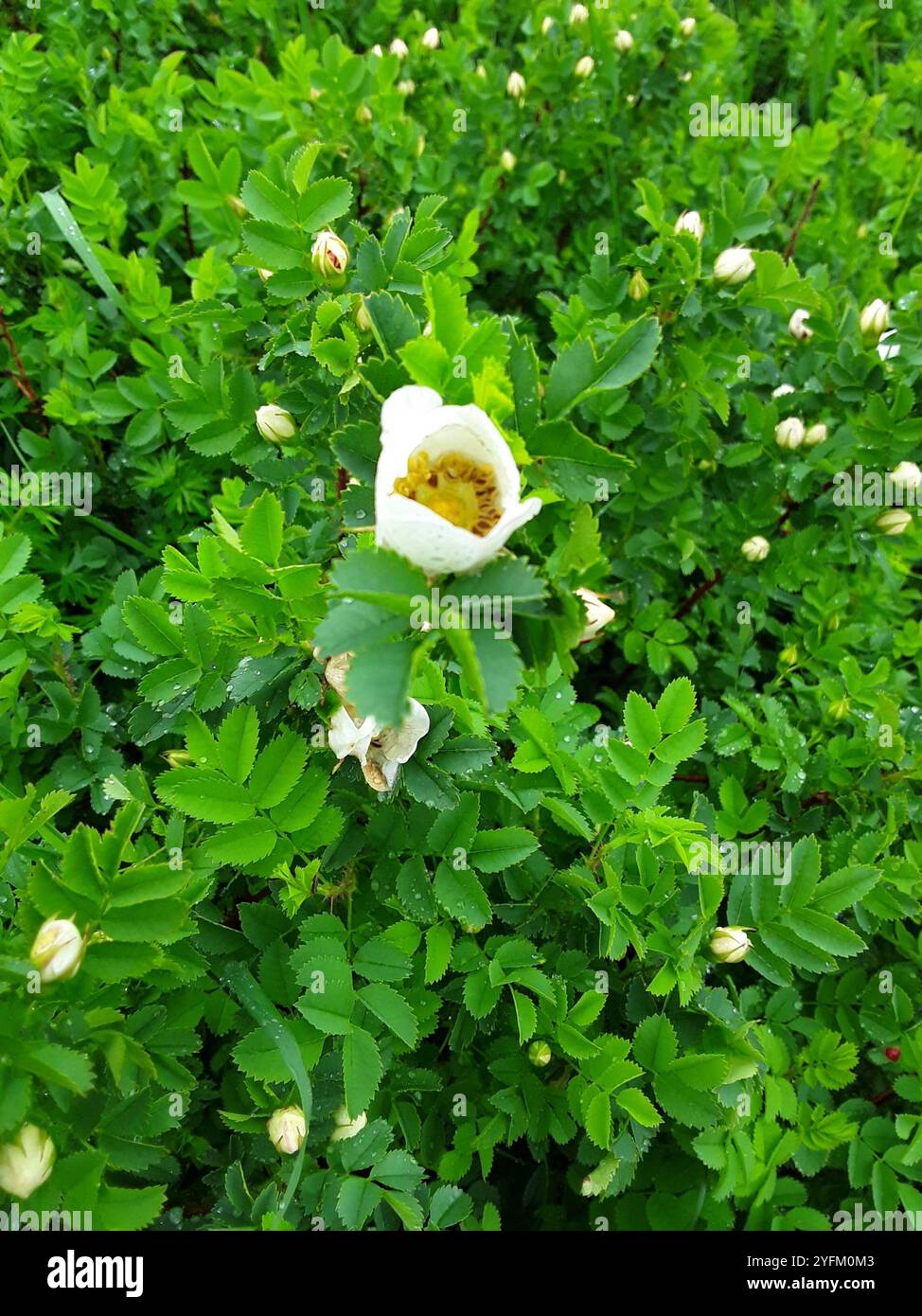 Burnet Rose (Rosa spinosissima Stock Photo - Alamy