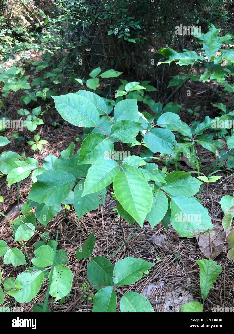 Atlantic poison oak (Toxicodendron pubescens Stock Photo - Alamy